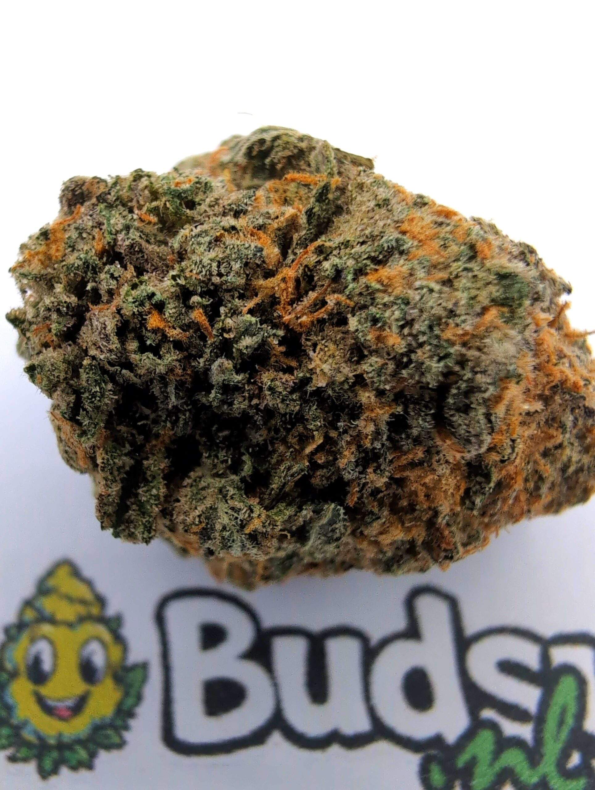Animal cookies Wiet Kopen » Budsy.nl 2025