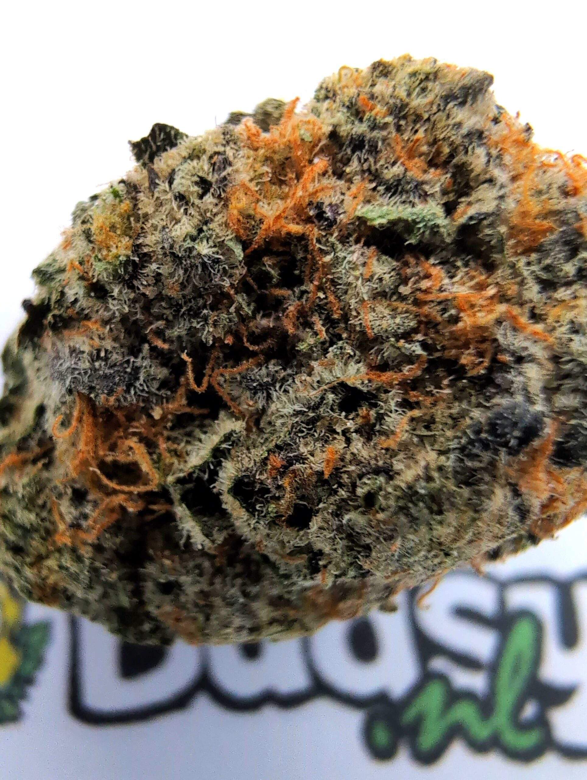 Blueberry Muffin Wiet Kopen » Budsy.nl 2025